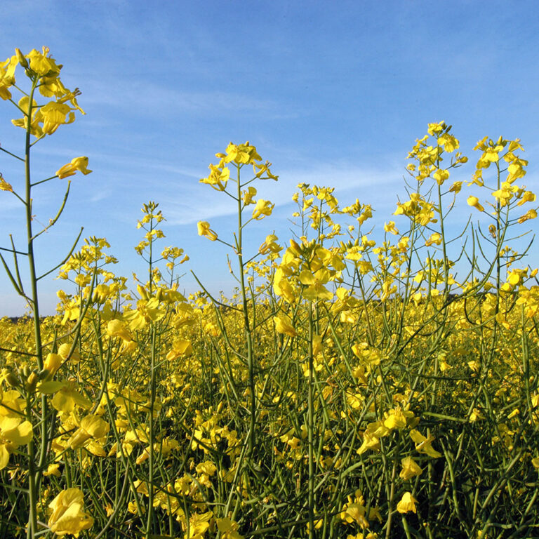 Home - CHS Ag Services